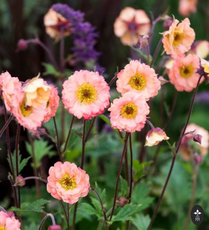 Floksis 'Nora Leigh' / Andele Mandele